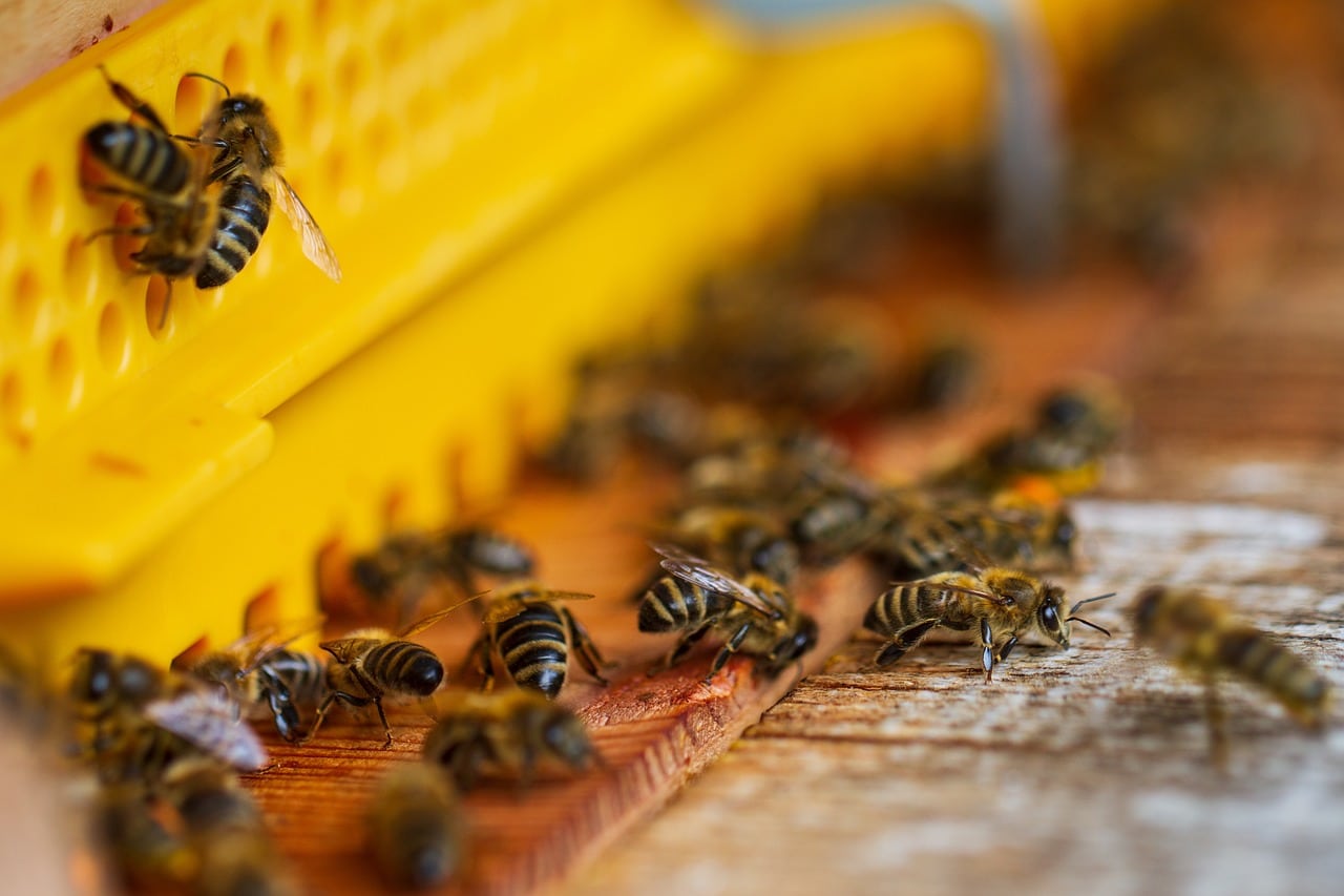 Best practices for placing and setting up your new beehive